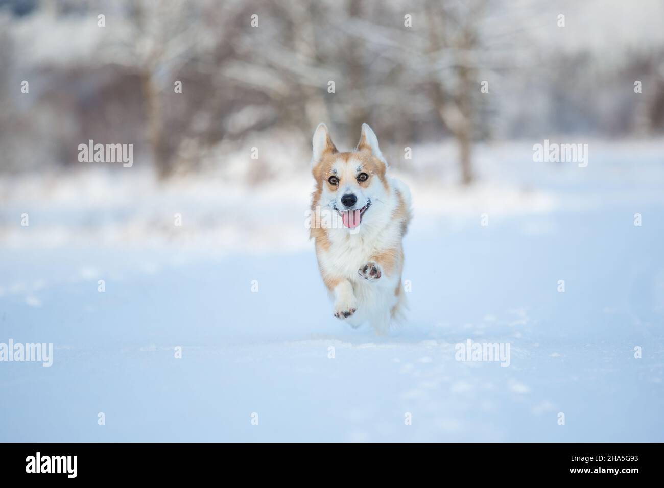 Welsh Corgi Pembroke running in the snow Stock Photo - Alamy