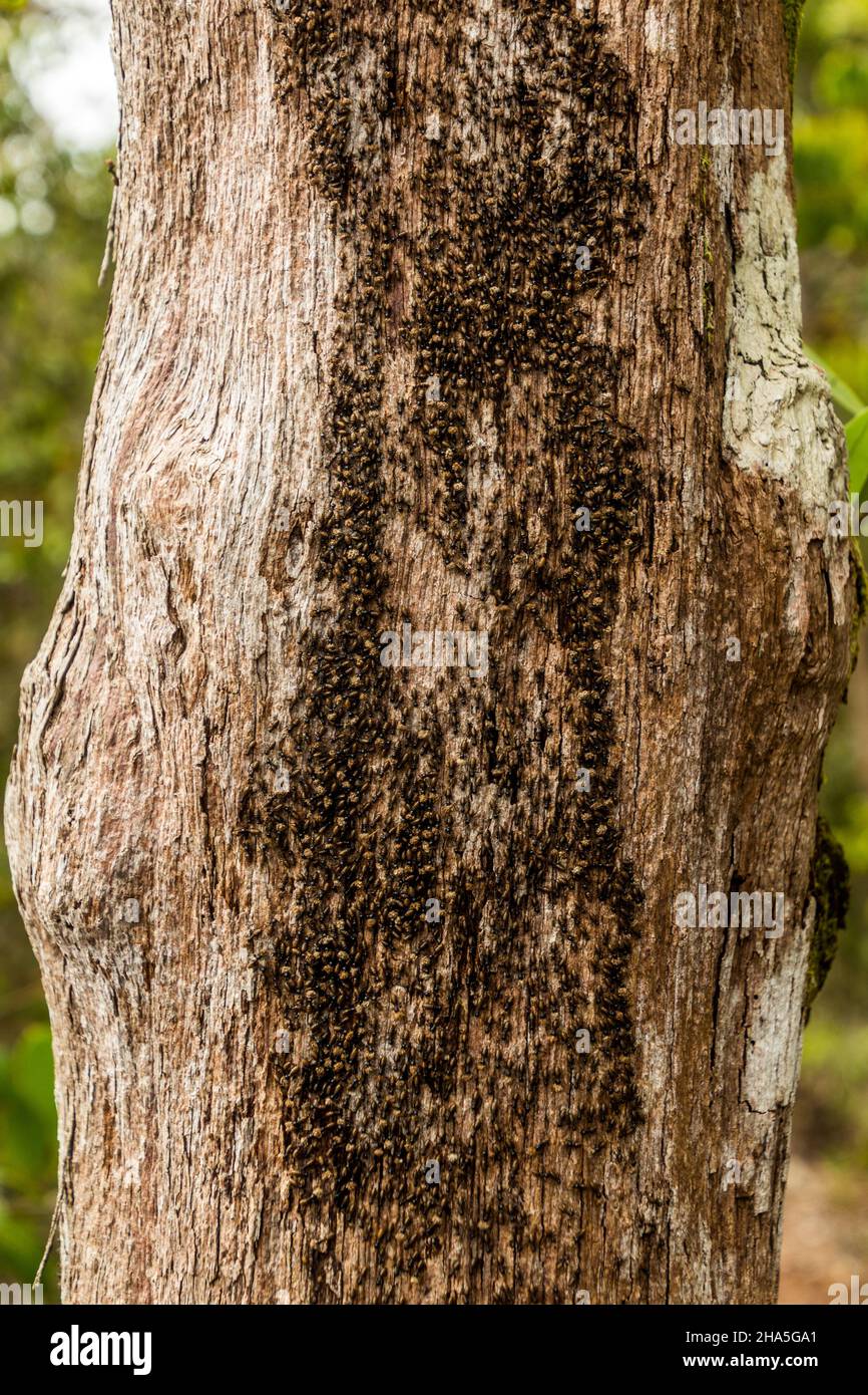 Termites on a tree in Bako National Park, Sarawak, Malaysia Stock Photo ...
