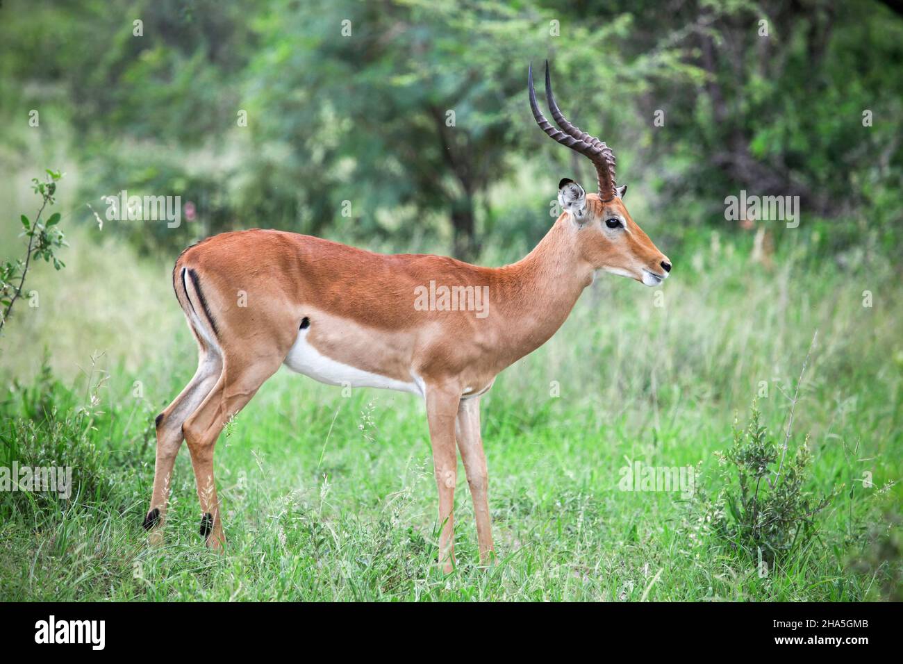 Impala herd eastern hi-res stock photography and images - Alamy
