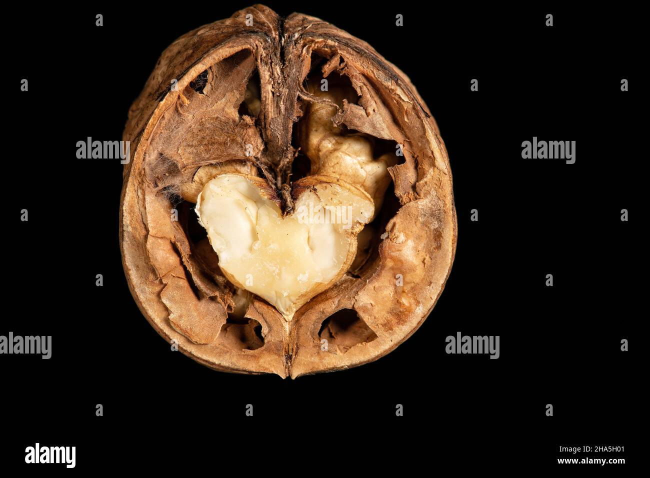 A fresh walnut in the shell on a deep black surface Stock Photo - Alamy