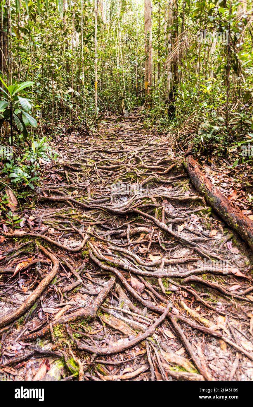 Roots covered path in Bako National Park, Sarawak, Malaysia Stock Photo ...