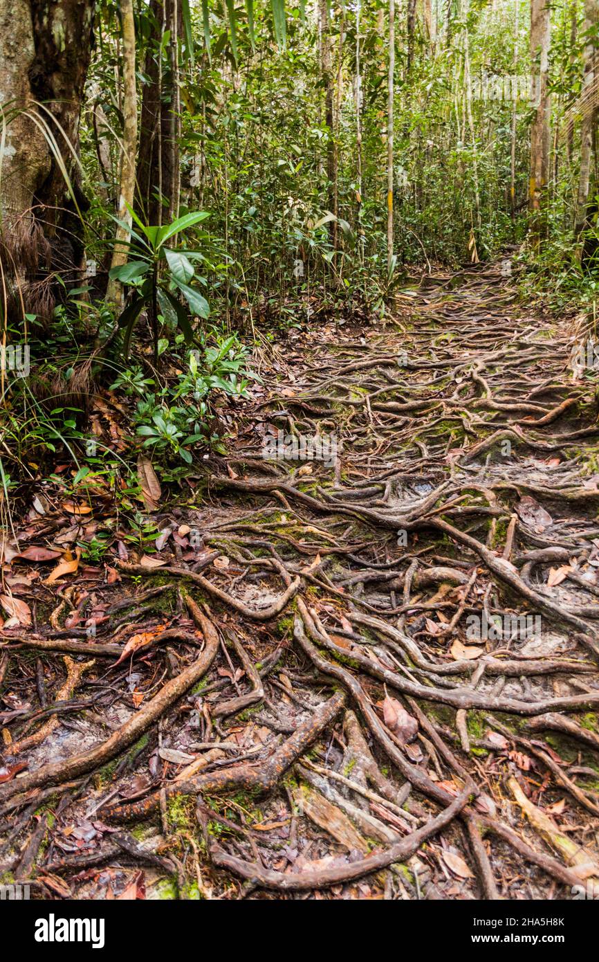 Roots covered path in Bako National Park, Sarawak, Malaysia Stock Photo ...
