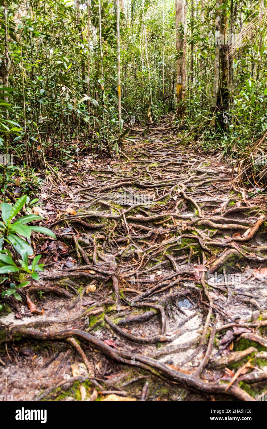 Roots covered path in Bako National Park, Sarawak, Malaysia Stock Photo ...