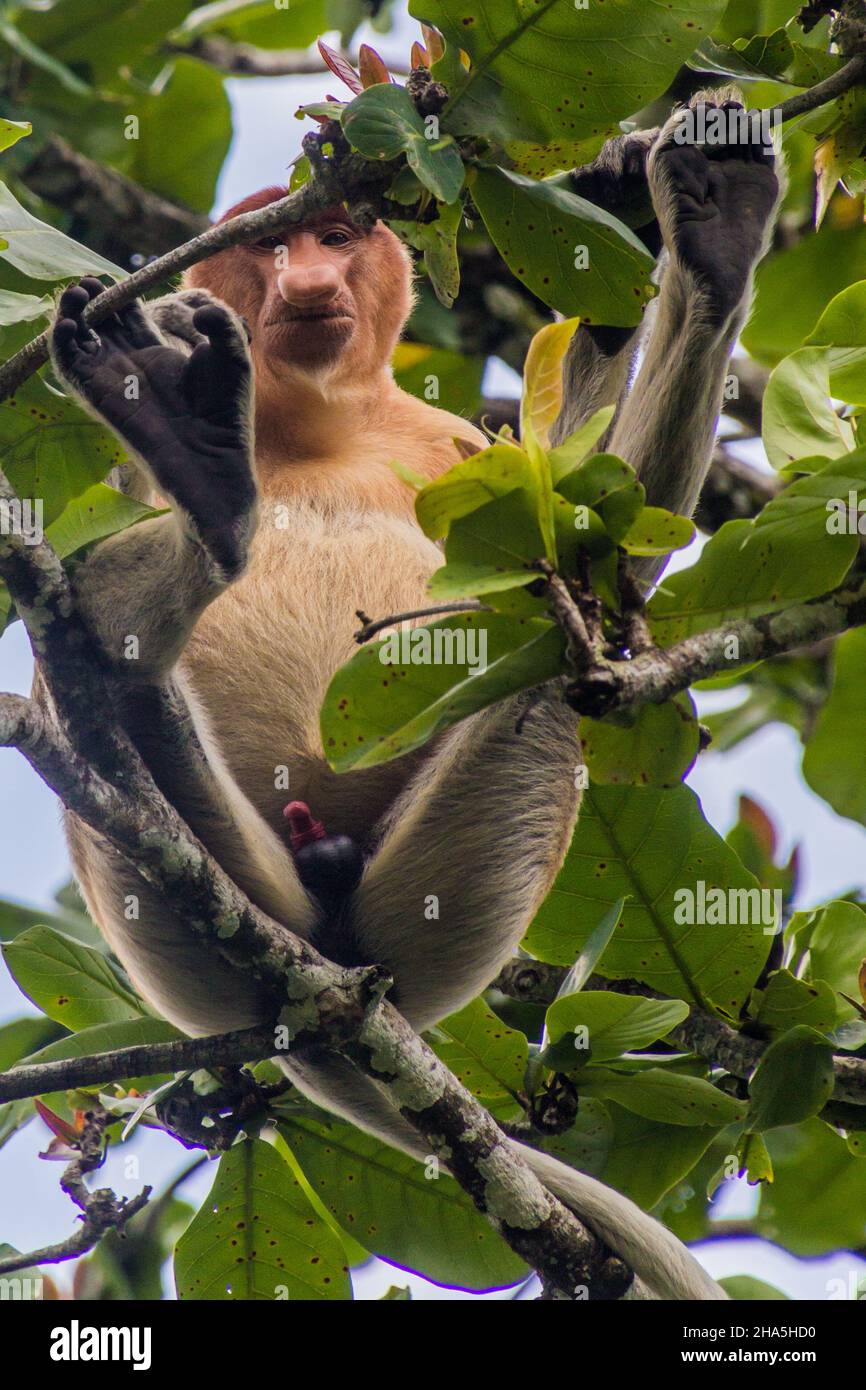 Proboscis monkey Nasalis larvatus in Bako National Park, Borneo ...