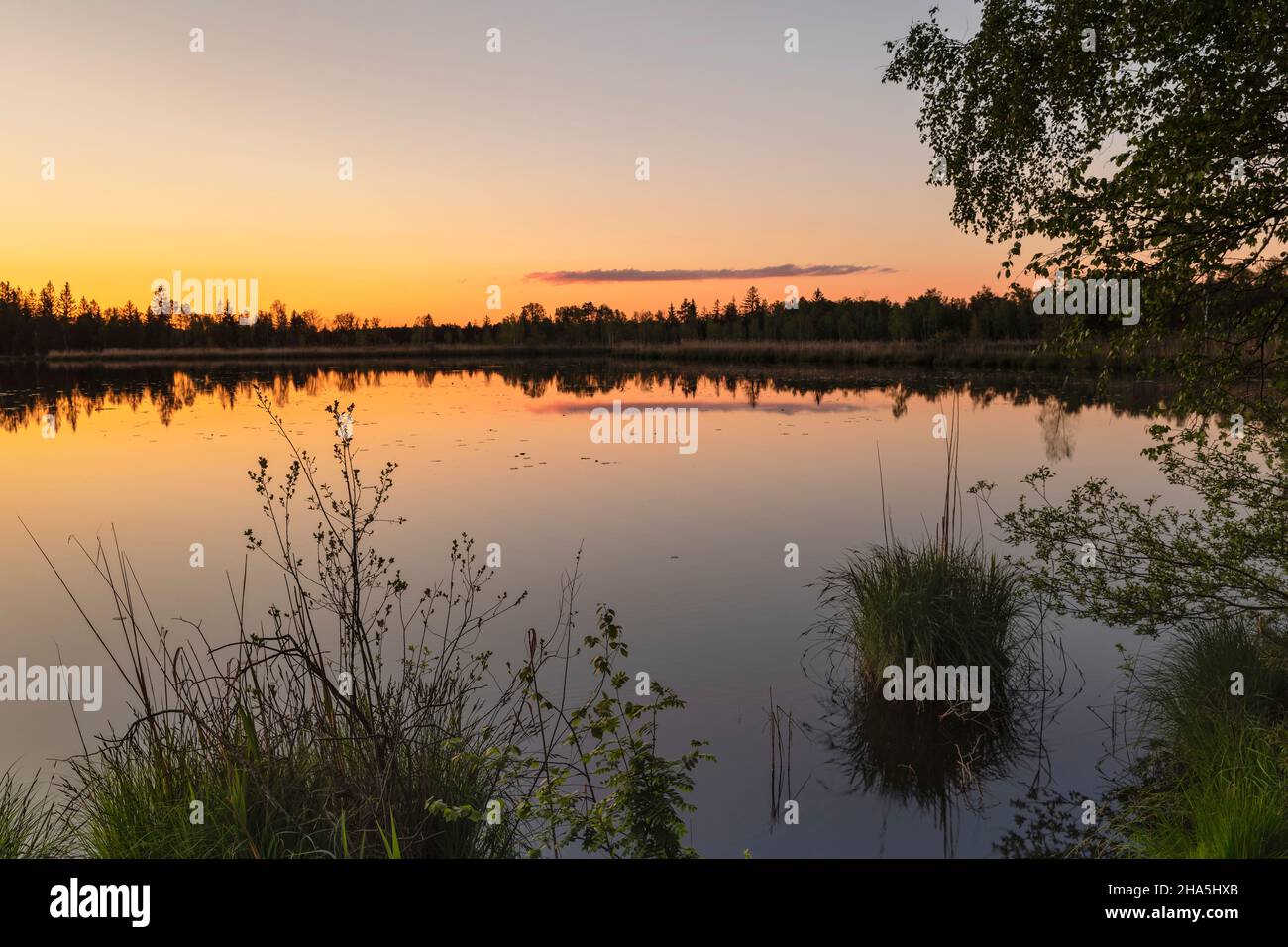 lake riedsee at sunset,wurzach reeds,high moor,bad wurzach,upper swabia ...