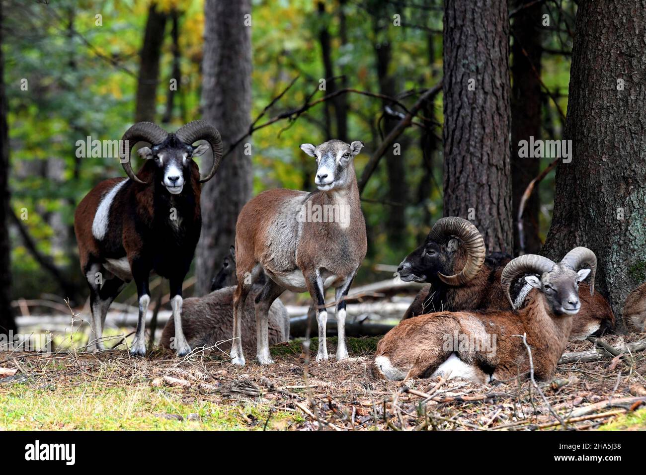 Rutting of the mouflons hi-res stock photography and images - Alamy