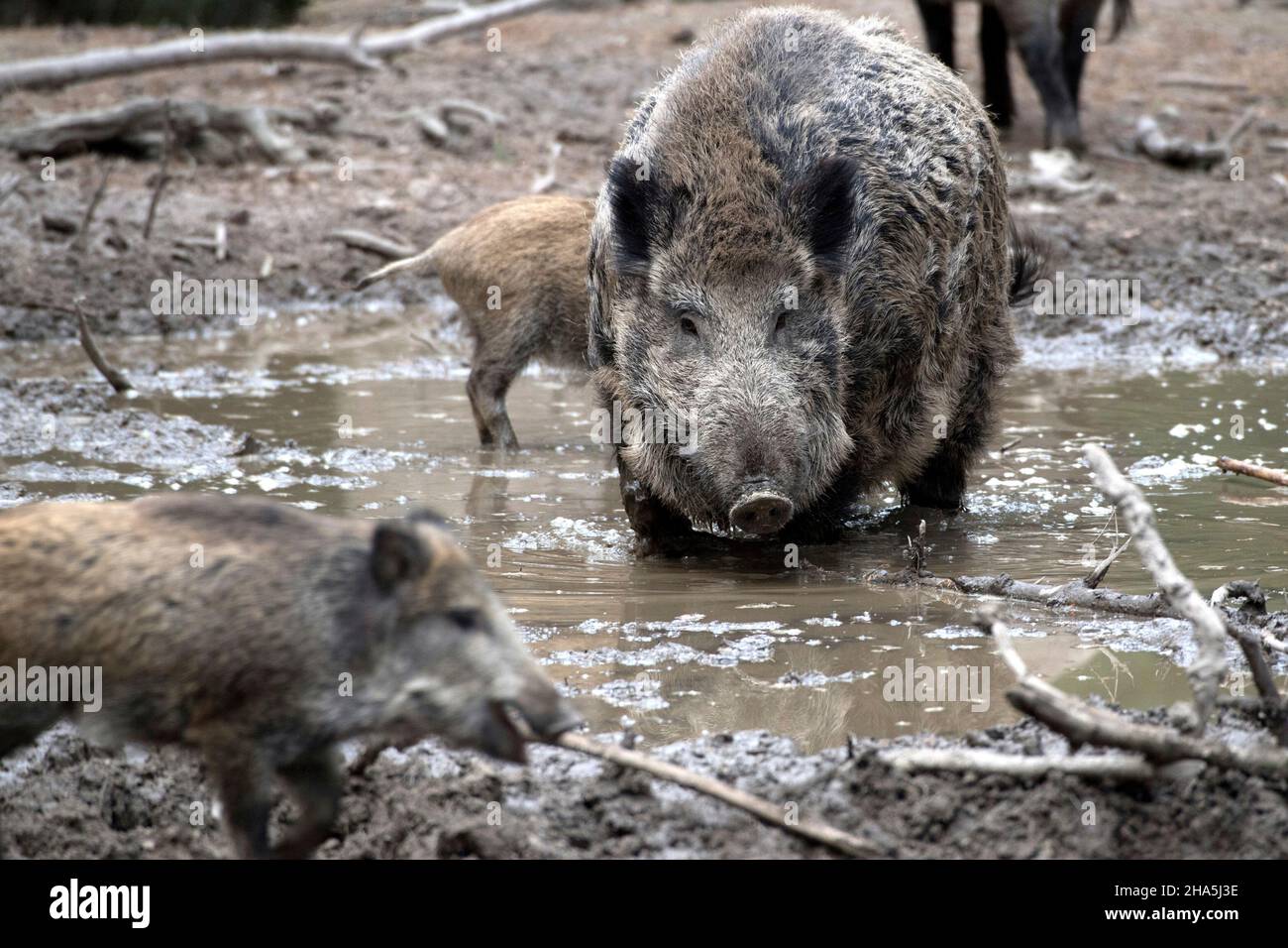 wild boar in the wallow Stock Photo - Alamy