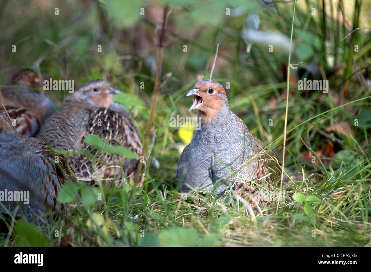 Group of grey partridges partridge hi-res stock photography and images ...