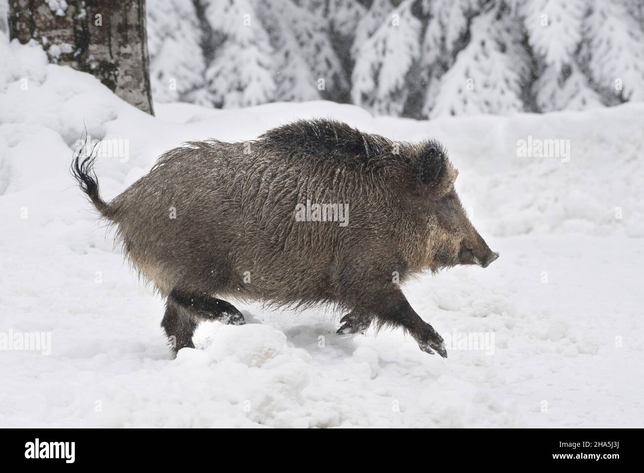 wild boar in deep snow Stock Photo - Alamy