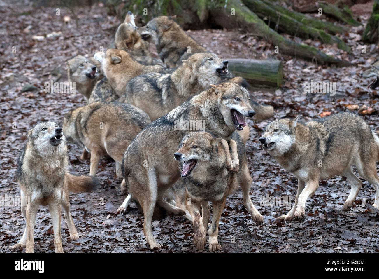 Herd wolves hi-res stock photography and images - Alamy