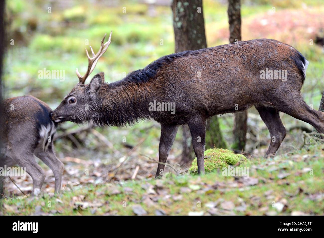 sika deer,rutting season Stock Photo - Alamy