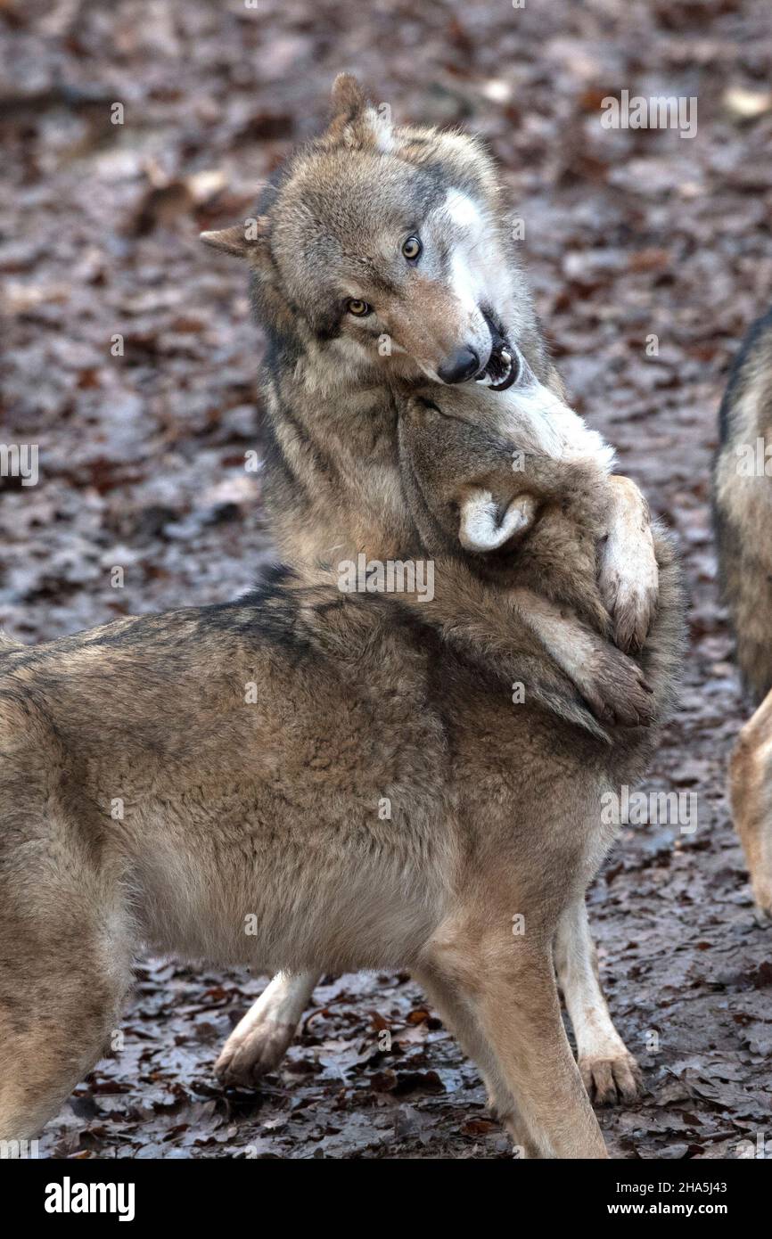 Herd behaviour of wolves hi-res stock photography and images - Alamy