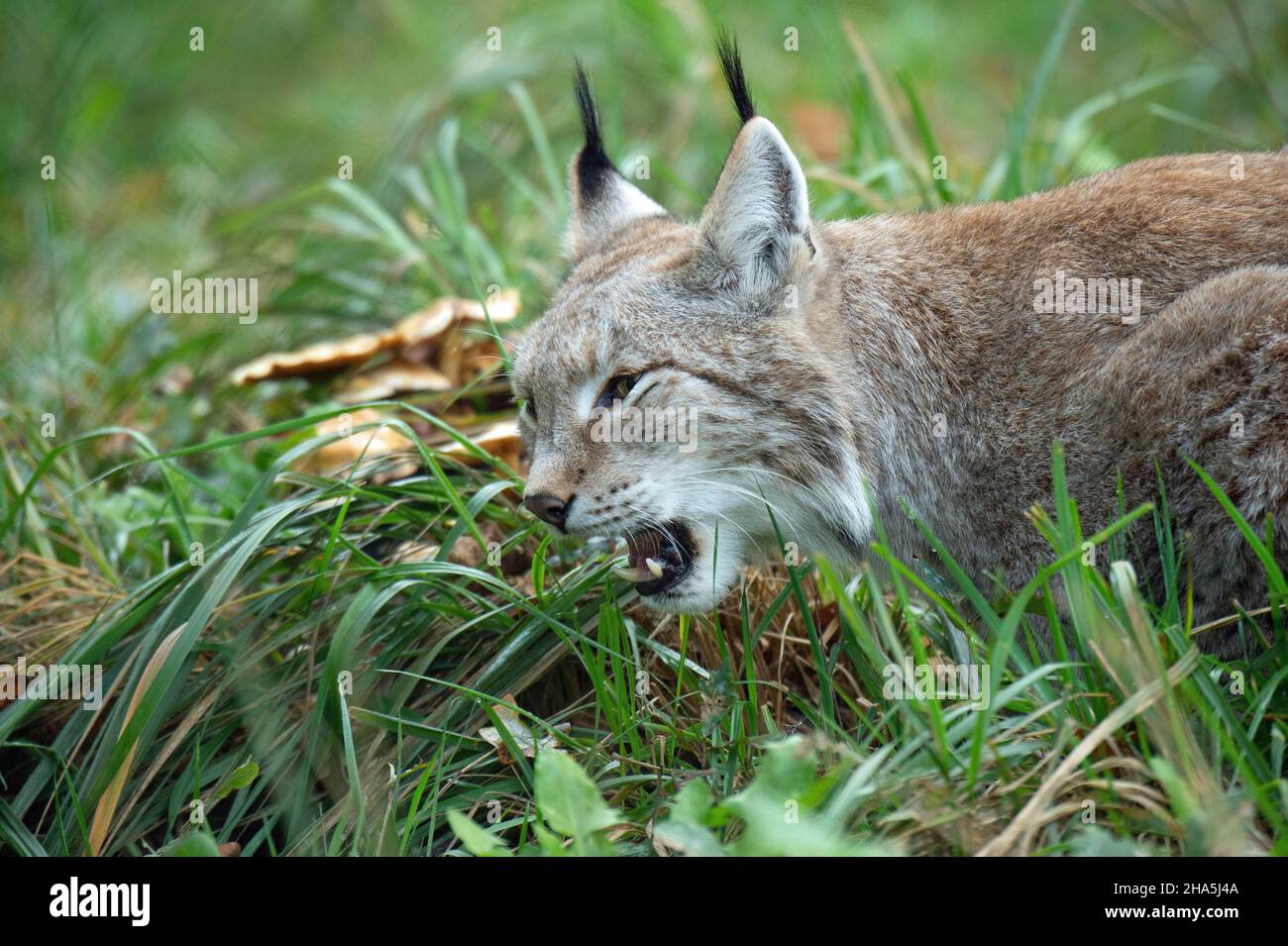 Meadow eurasian lynxes lynx hi-res stock photography and images - Alamy