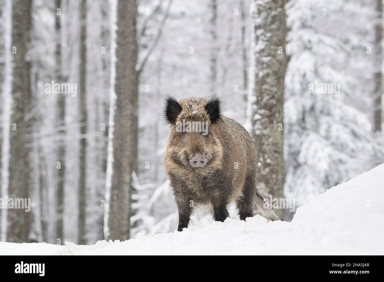 wild boar in deep snow Stock Photo - Alamy
