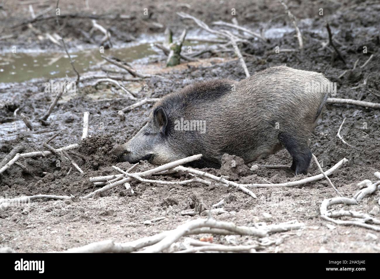 wild boar in the wallow Stock Photo - Alamy