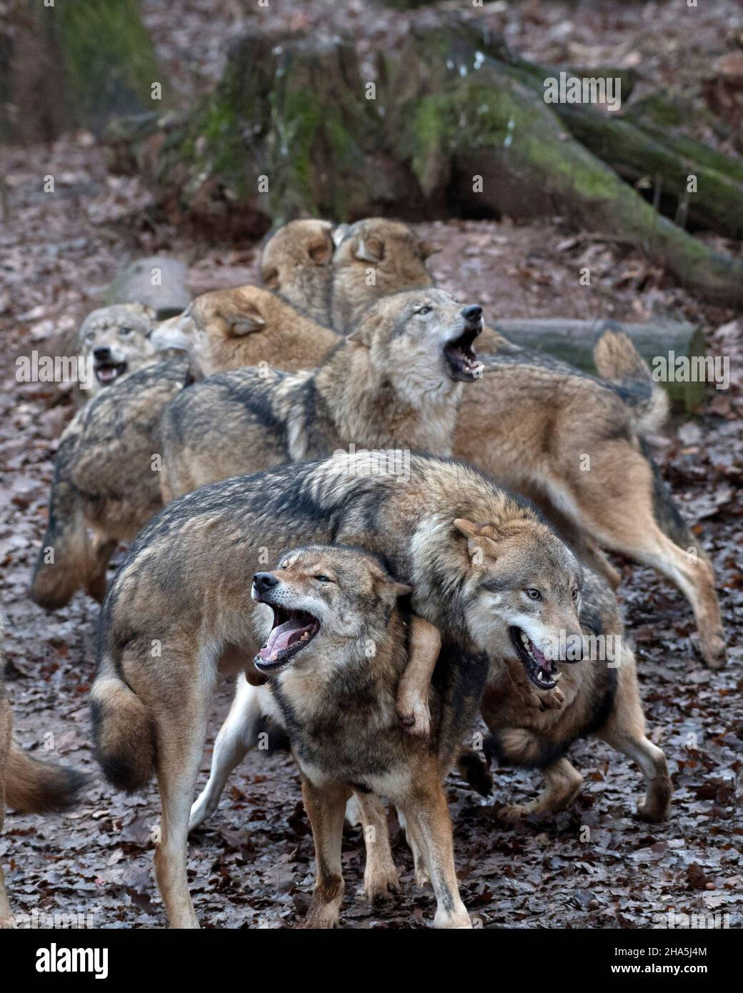 Herd behaviour of wolves hi-res stock photography and images - Alamy