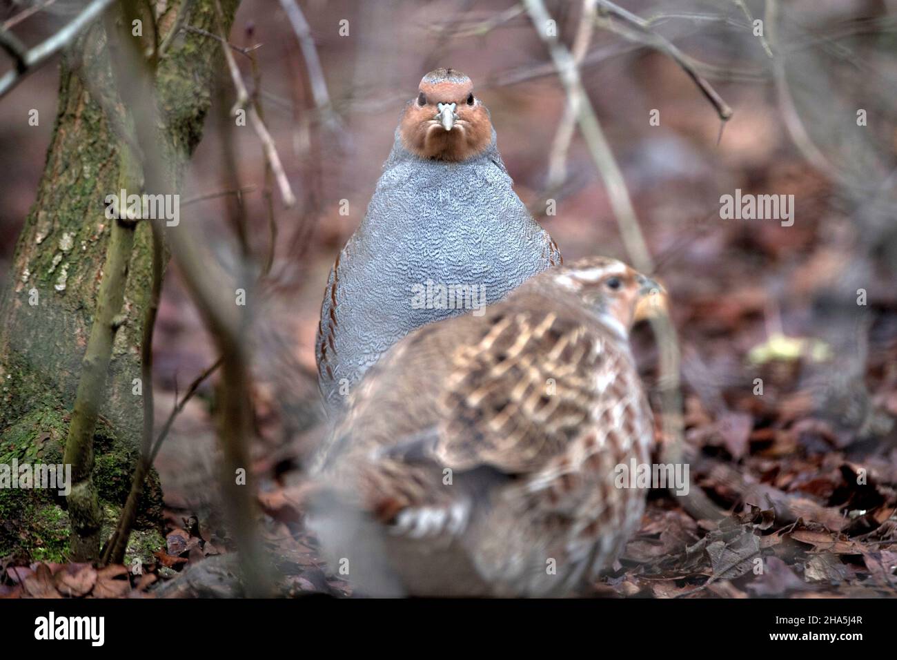 Gray partridges hi-res stock photography and images - Alamy