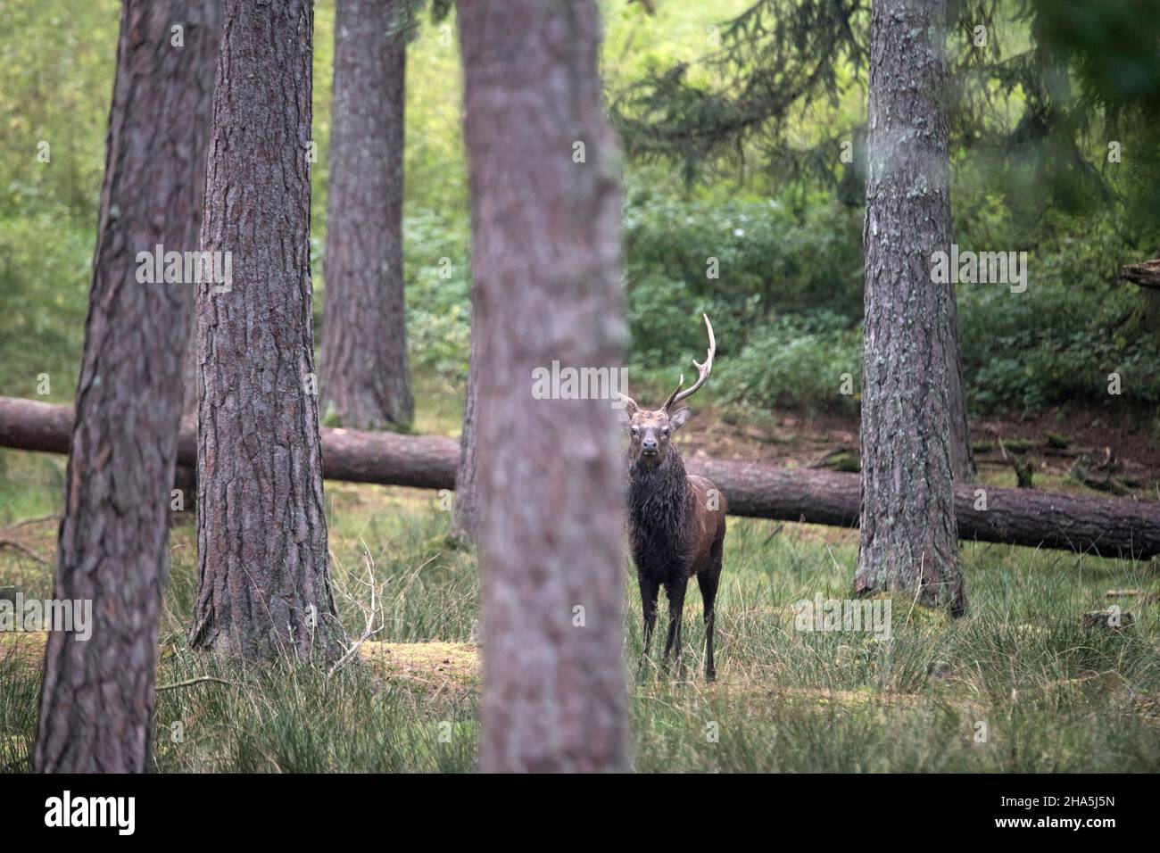 sika deer,rutting season Stock Photo - Alamy