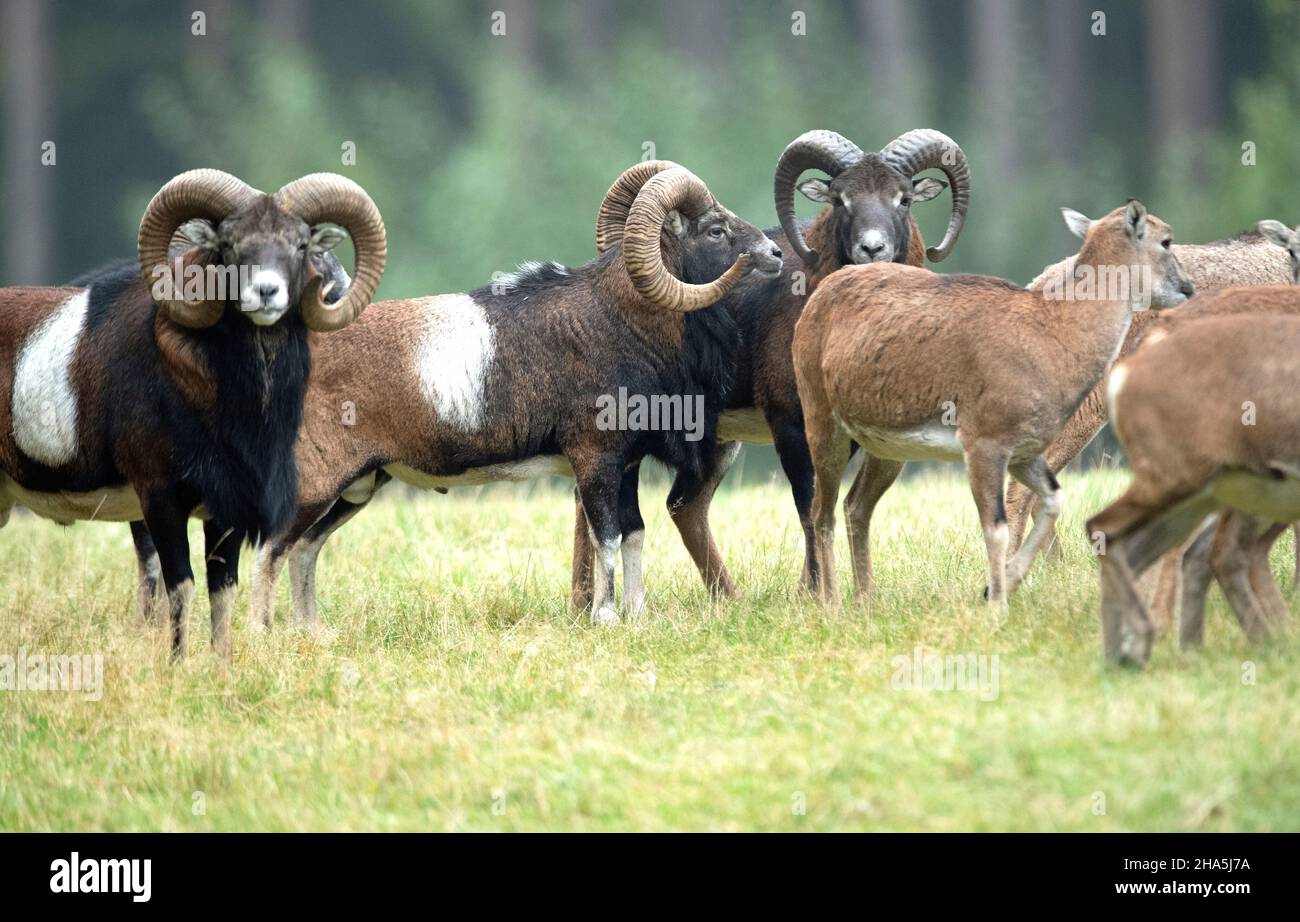 Rutting of the mouflons hi-res stock photography and images - Alamy