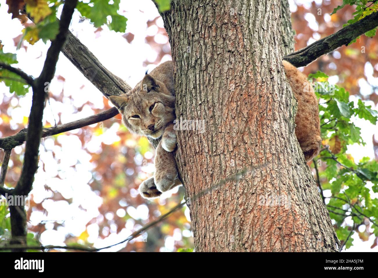 eurasian lynx on a tree Stock Photo - Alamy