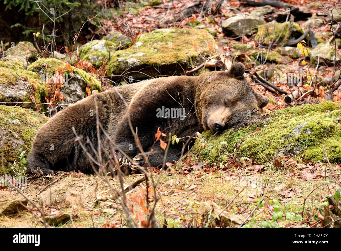 Chilling bear hi-res stock photography and images - Alamy