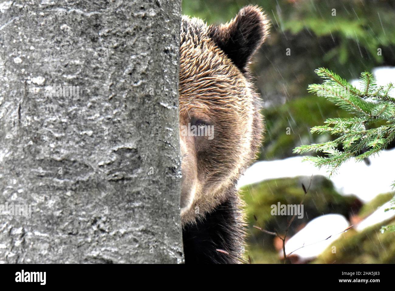 Bear habitat observation hi-res stock photography and images - Alamy