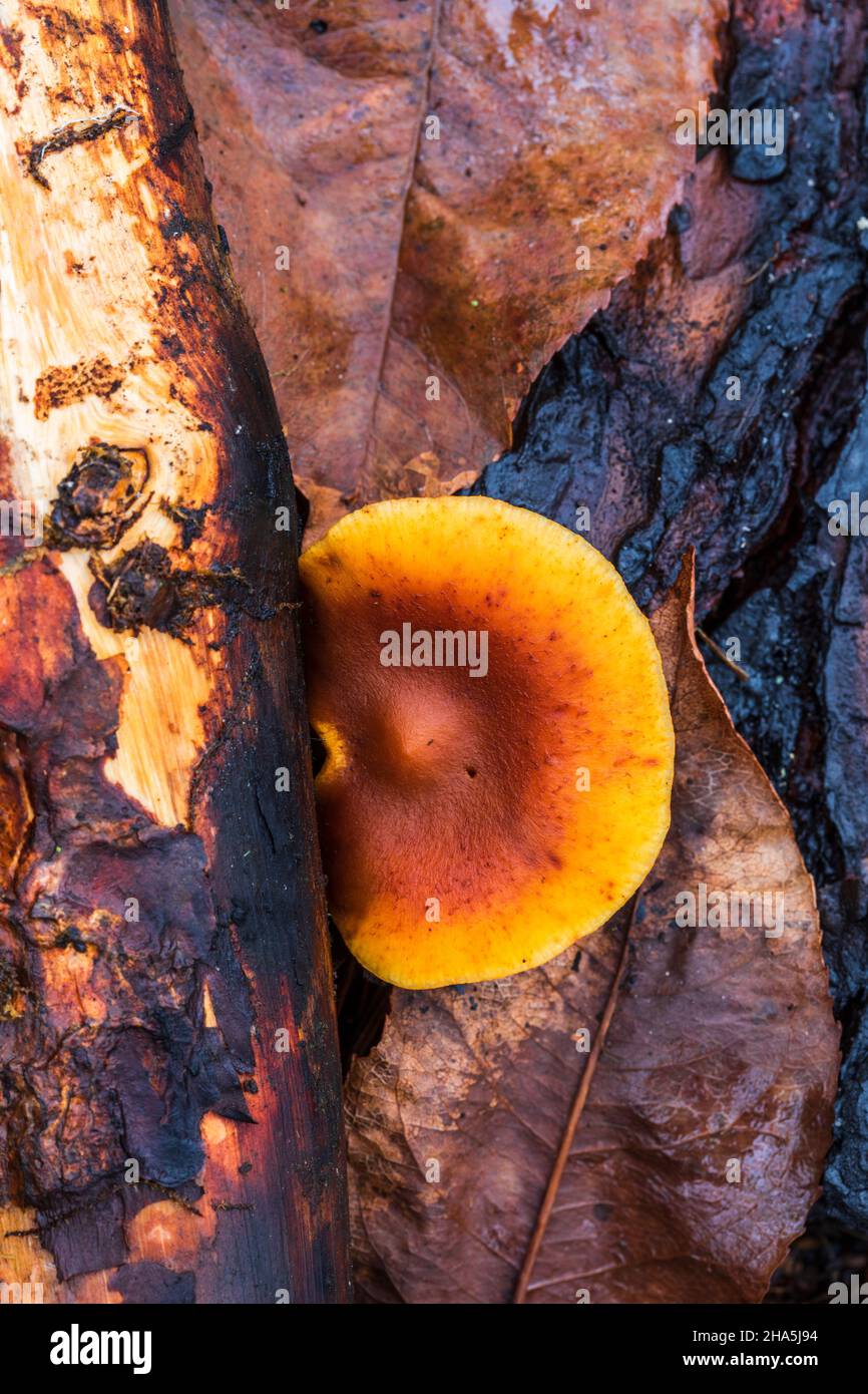 tree fungus on dead tree,nature in detail,forest still life Stock Photo ...
