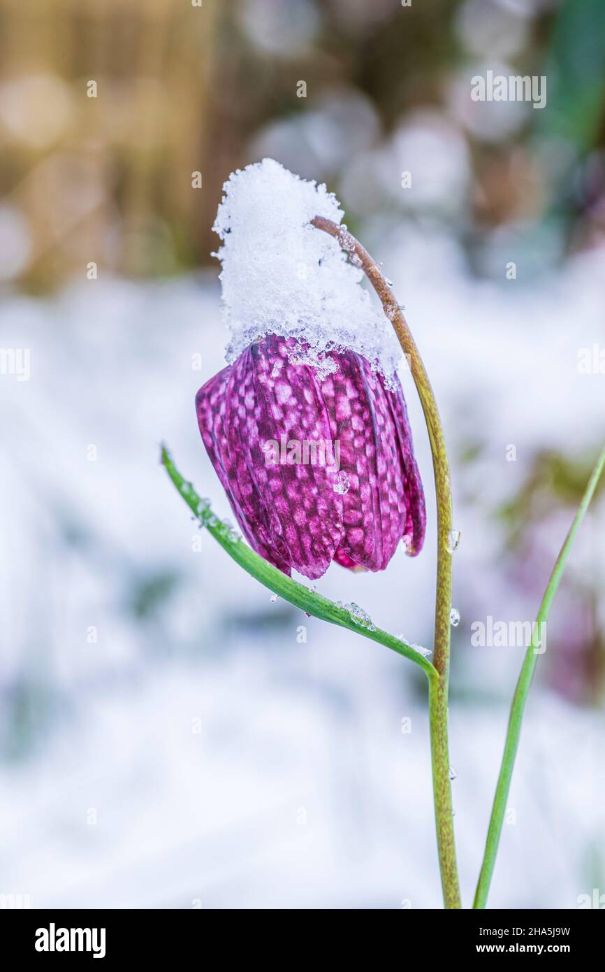 Flower covered in snow hi-res stock photography and images - Alamy