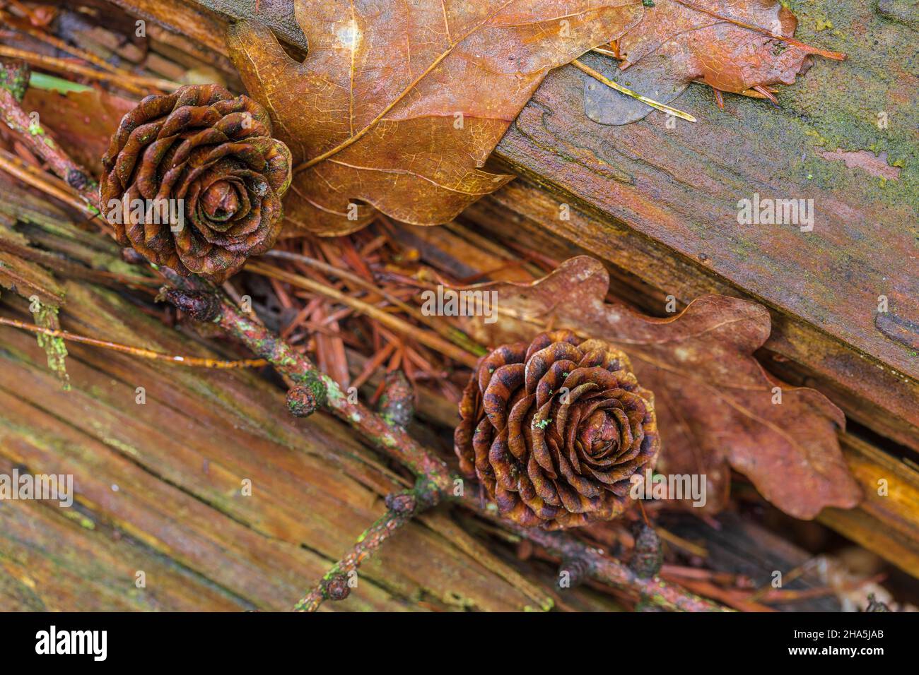 larch cones,forest still life,nature in detail Stock Photo - Alamy