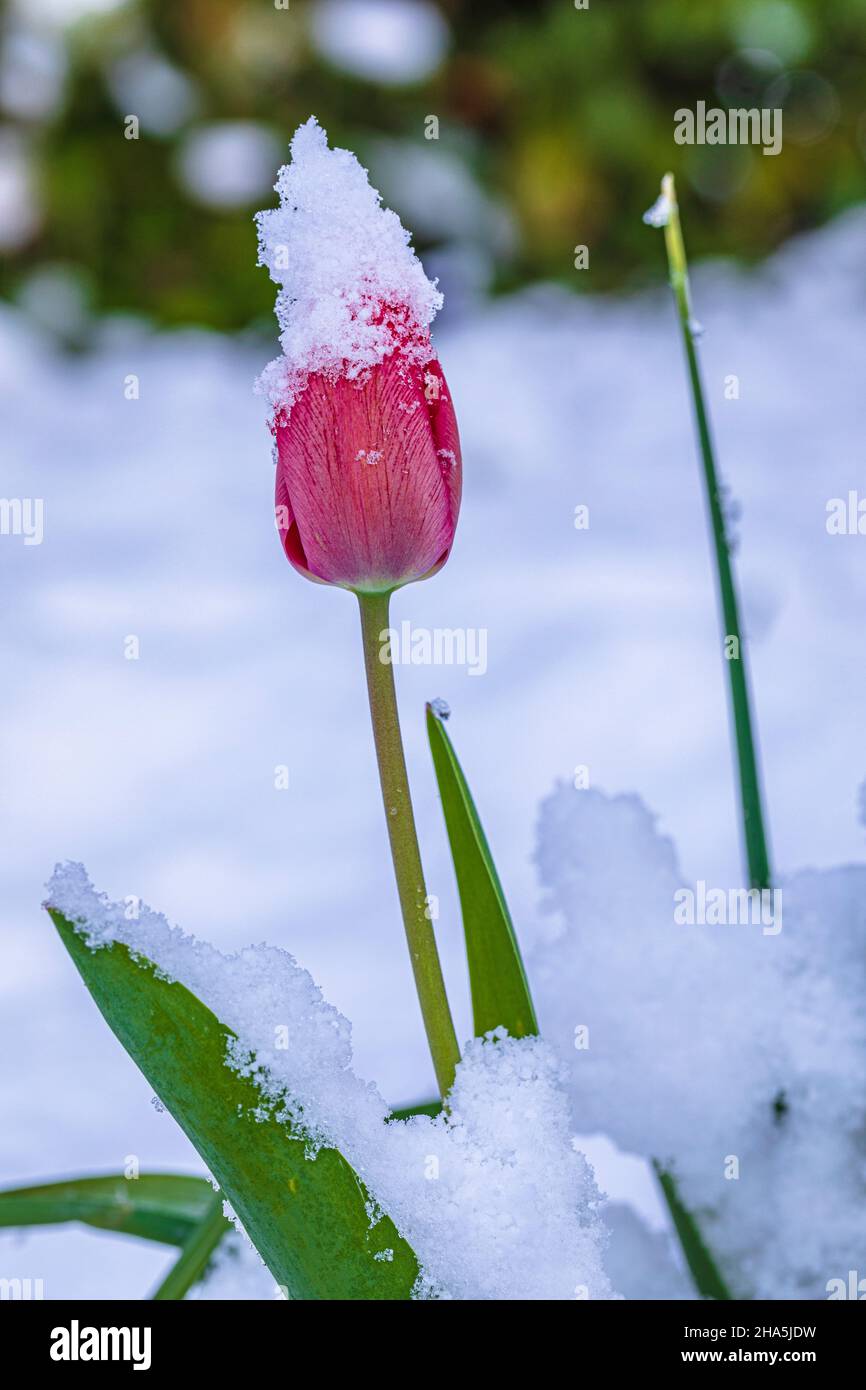tulip covered with snow Stock Photo - Alamy