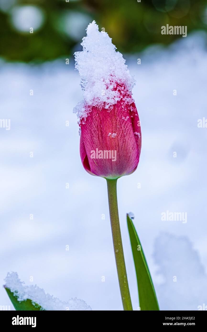 tulip covered with snow Stock Photo - Alamy