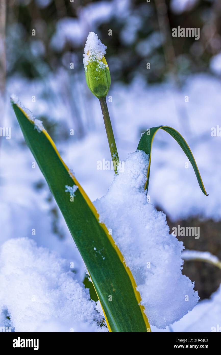 tulip covered with snow Stock Photo - Alamy