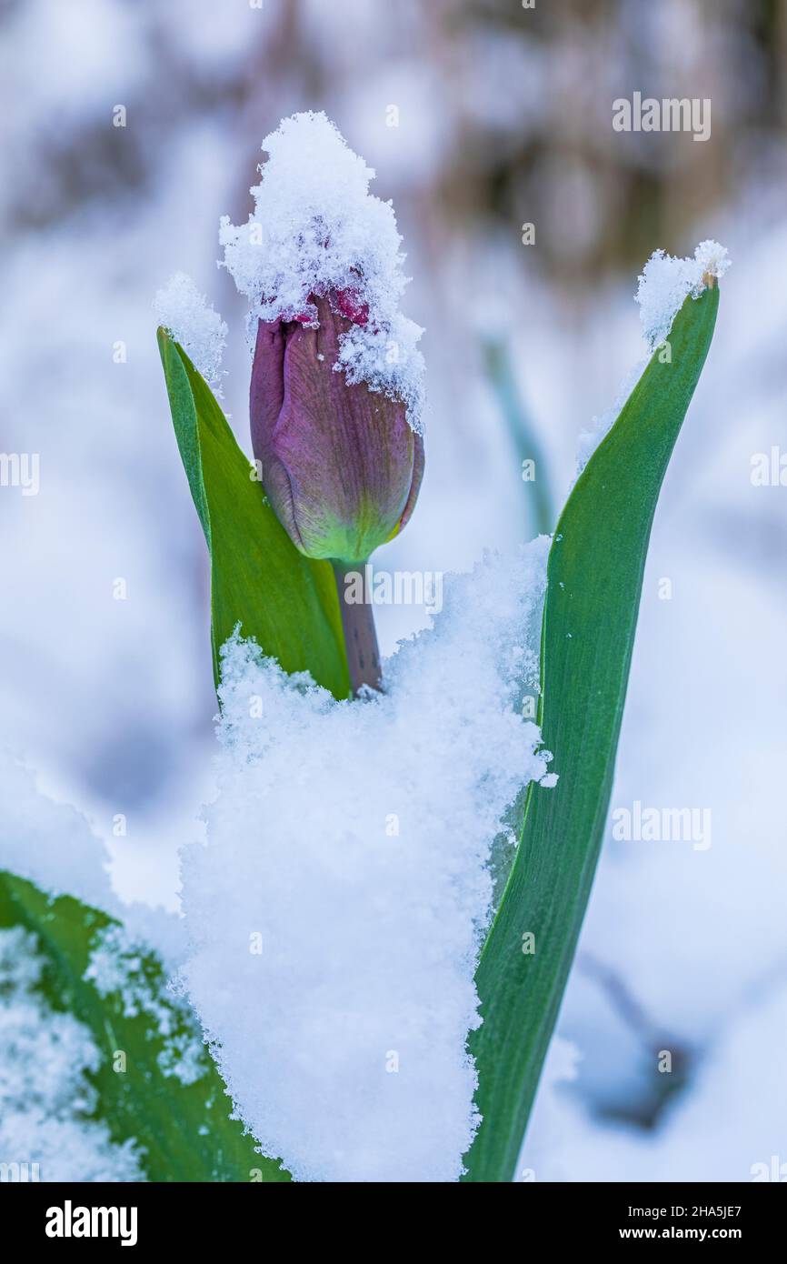 tulip covered with snow Stock Photo - Alamy