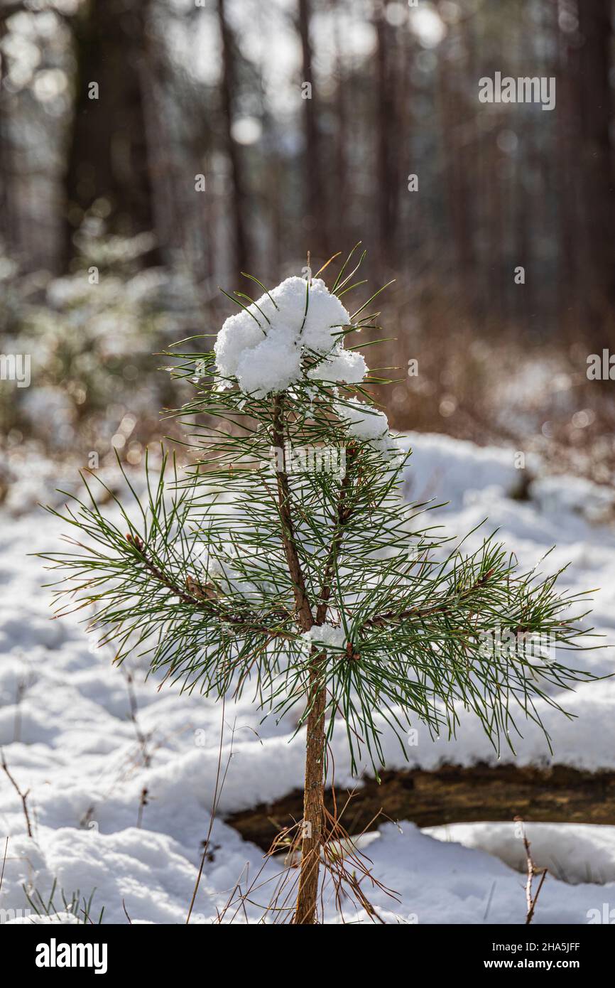 small pine tree covered with snow Stock Photo - Alamy