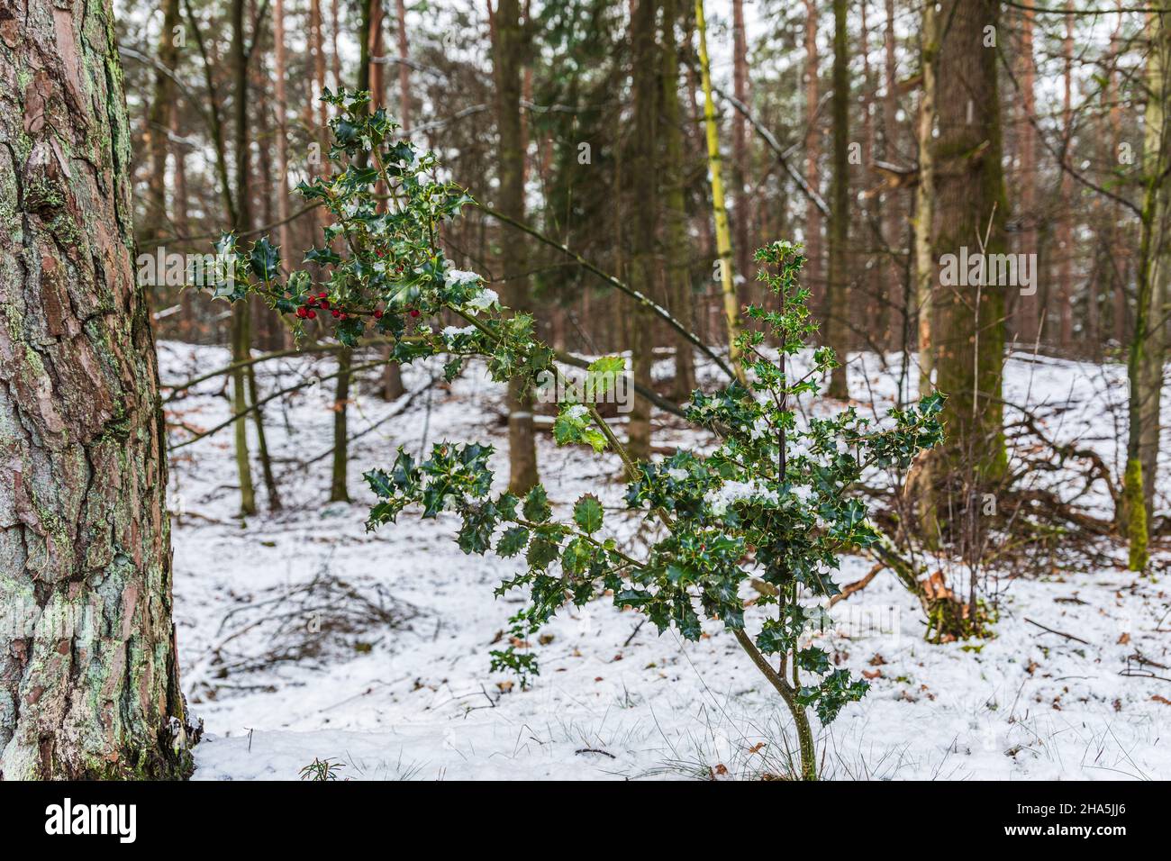 onset of winter in spring Stock Photo - Alamy
