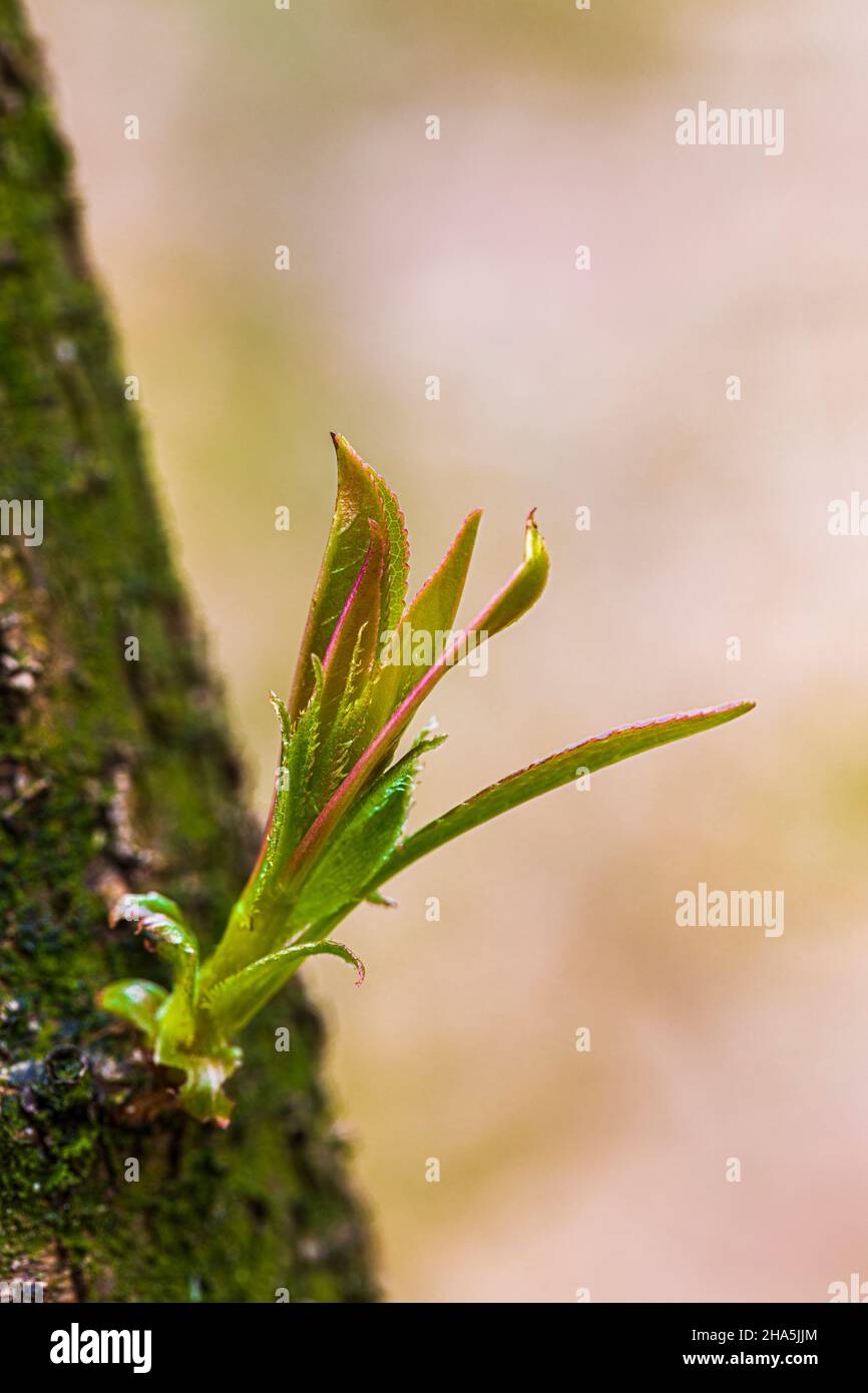 beech leaf bud (fagus sylvatica) close-up Stock Photo - Alamy