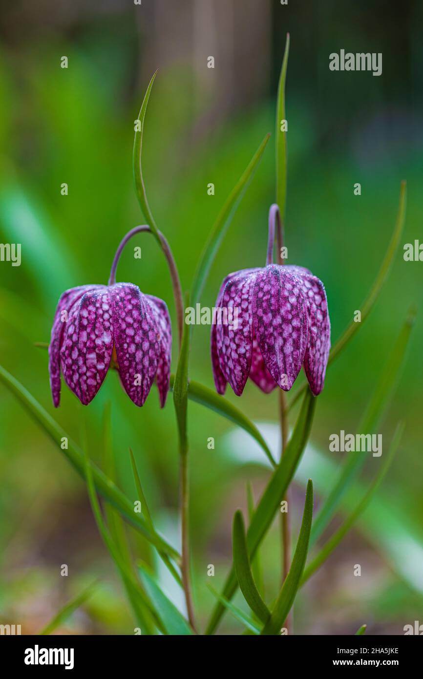 Chess flower fritillaria meleagris hi-res stock photography and images ...