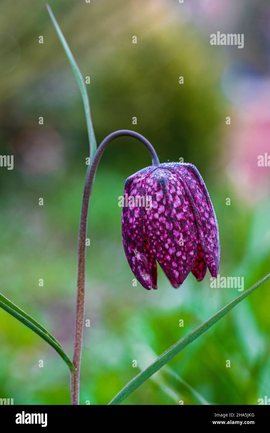 chess flower,fritillaria meleagris Stock Photo - Alamy