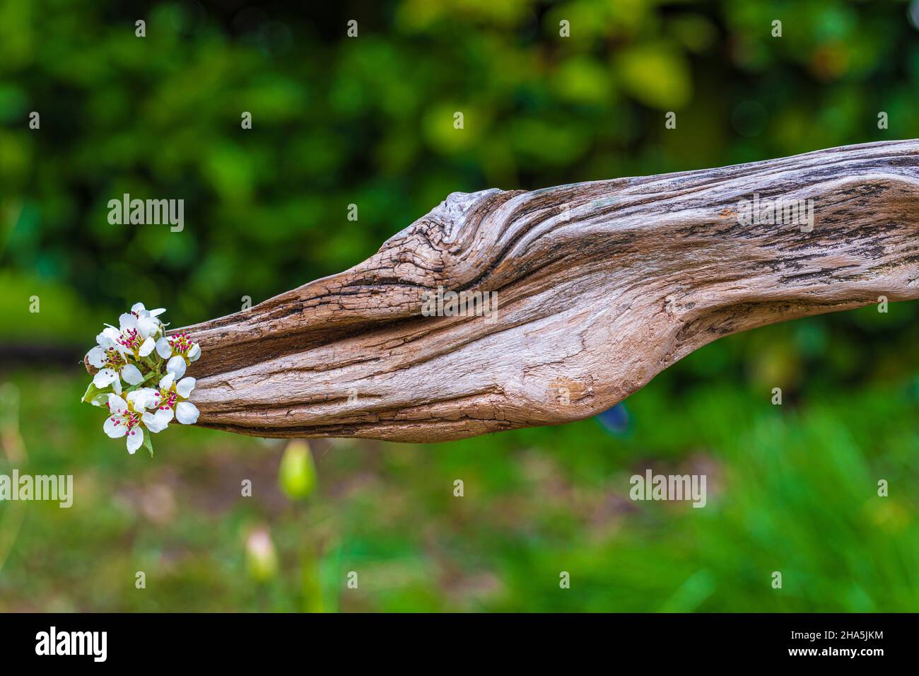 decorative carved sculpture from a tree root with white flowers Stock ...