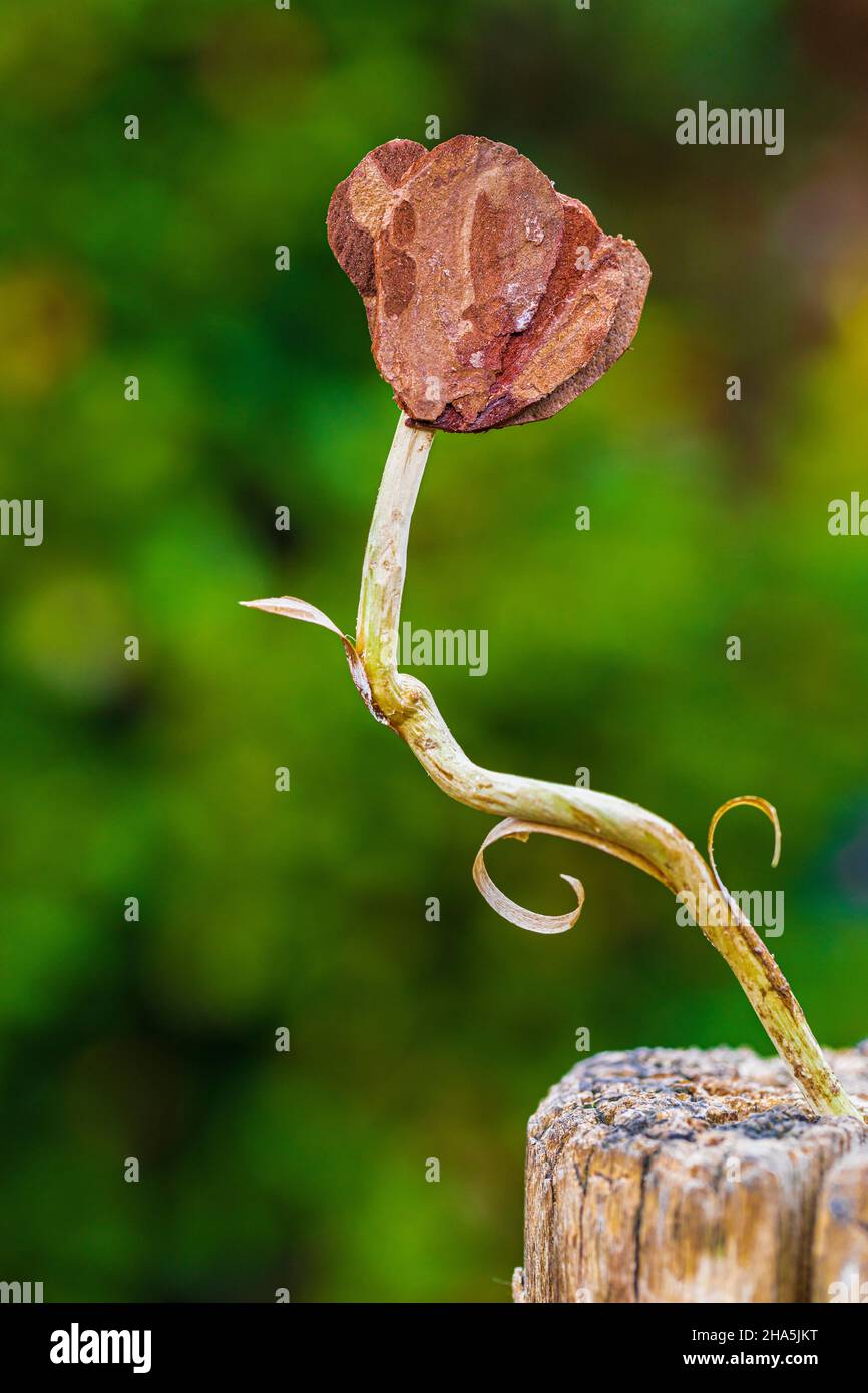 decorative carved tulip Stock Photo - Alamy