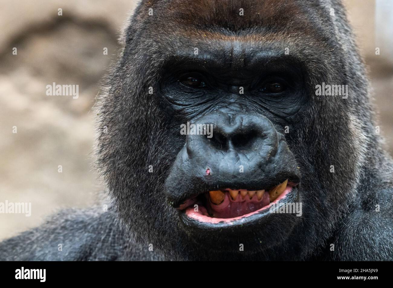 Silverback Gorilla Teeth