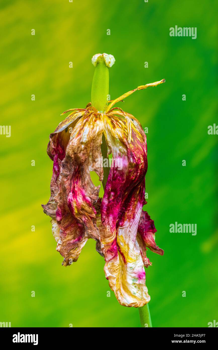 a faded tulip,floral still life Stock Photo - Alamy