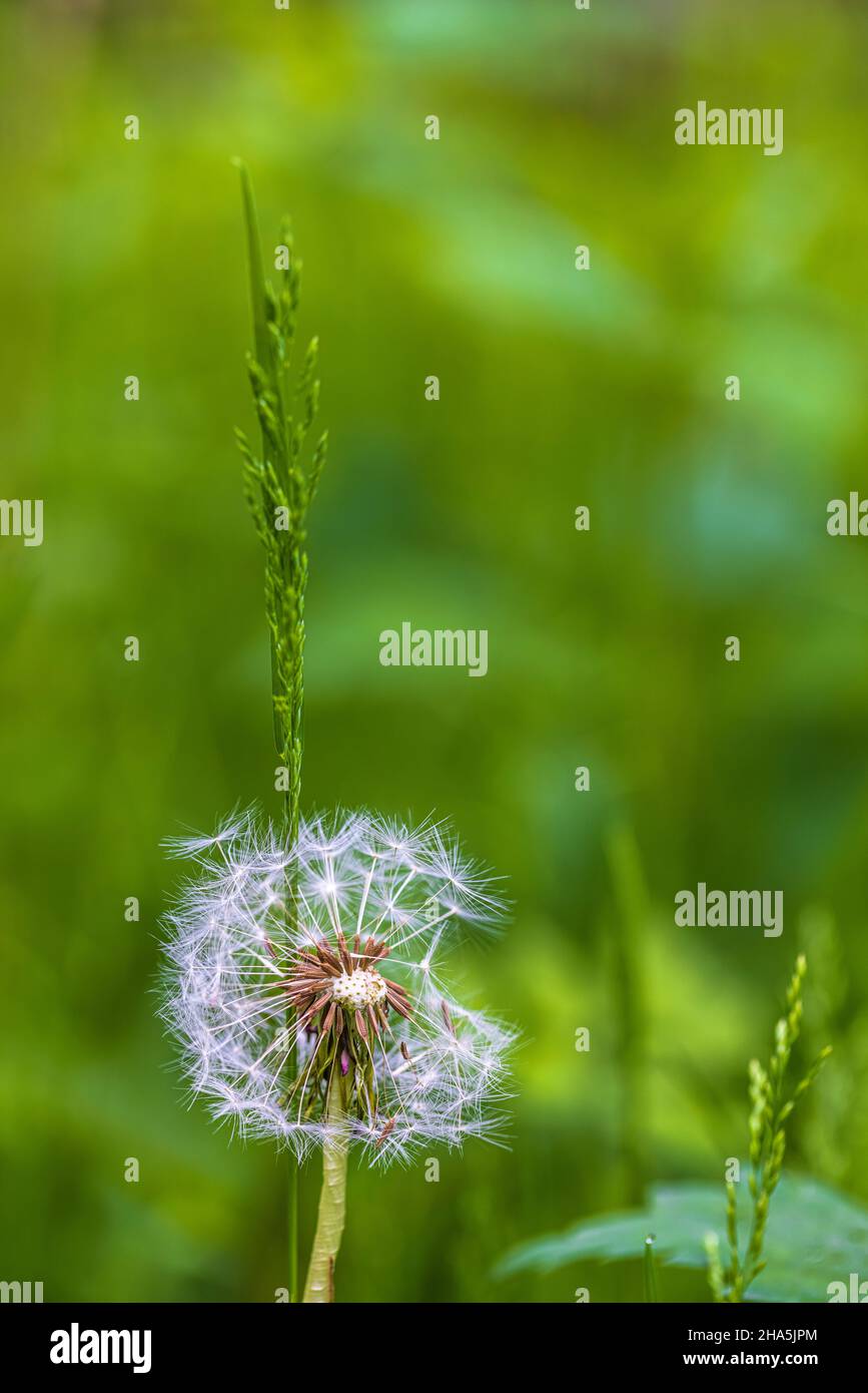 dandelion,faded,dandelion with flying seeds Stock Photo - Alamy
