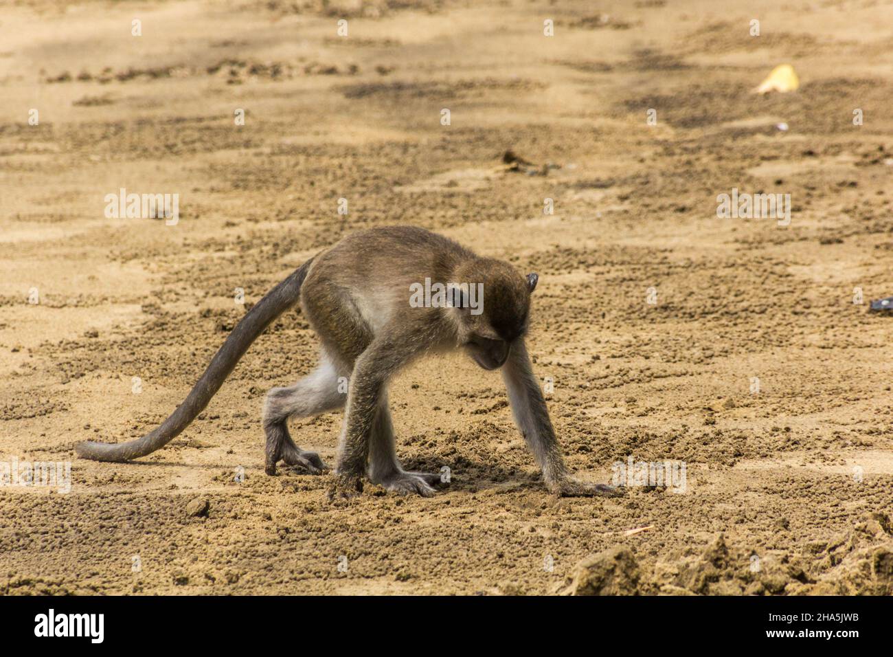 Crab-eating macaque Macaca fascicularis in Bako national park on Borneo ...