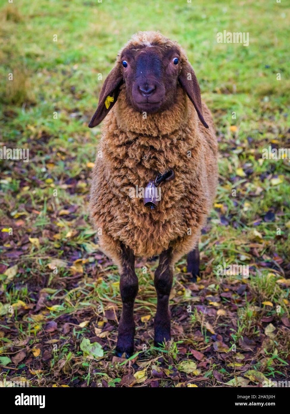 brown sheep on the pasture Stock Photo - Alamy