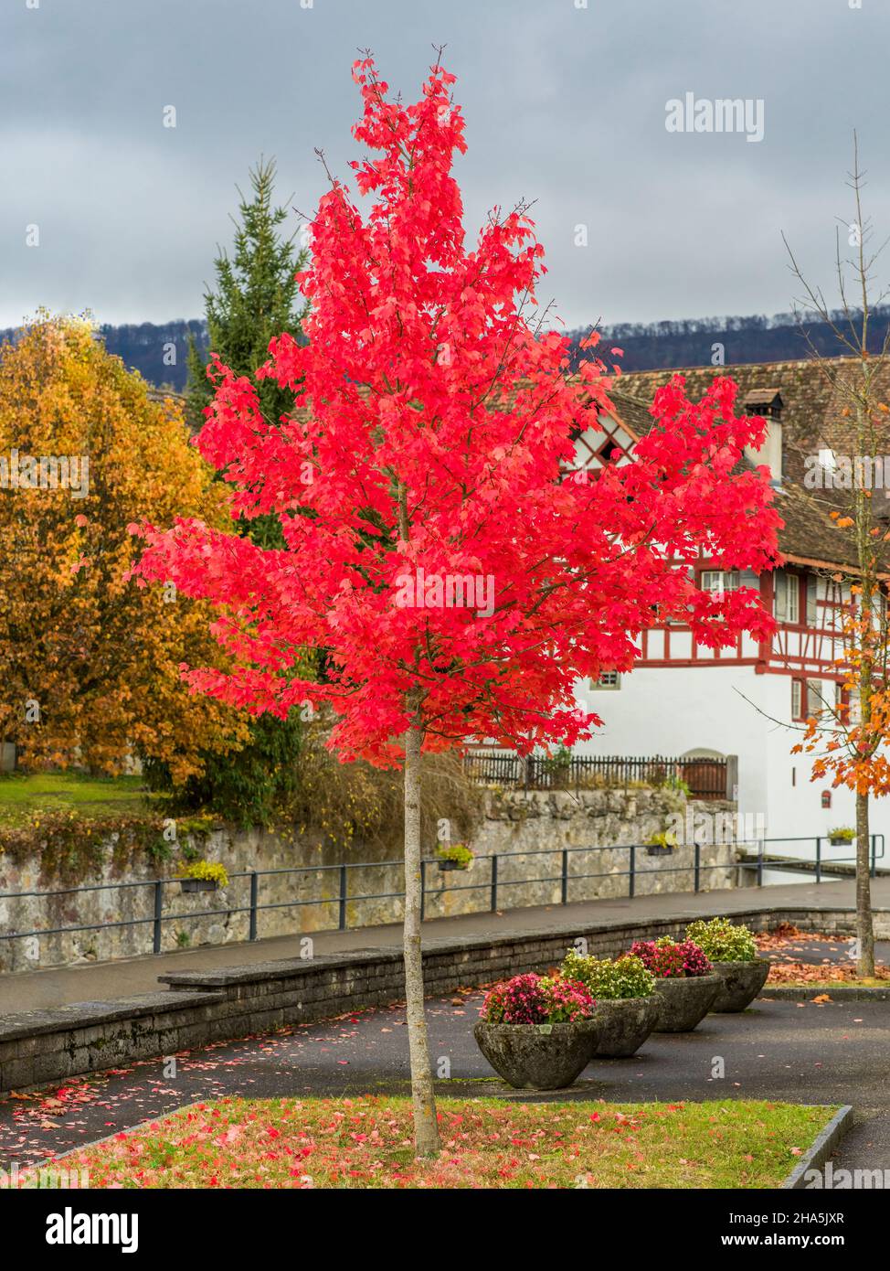 Red maple tree hi-res stock photography and images - Alamy