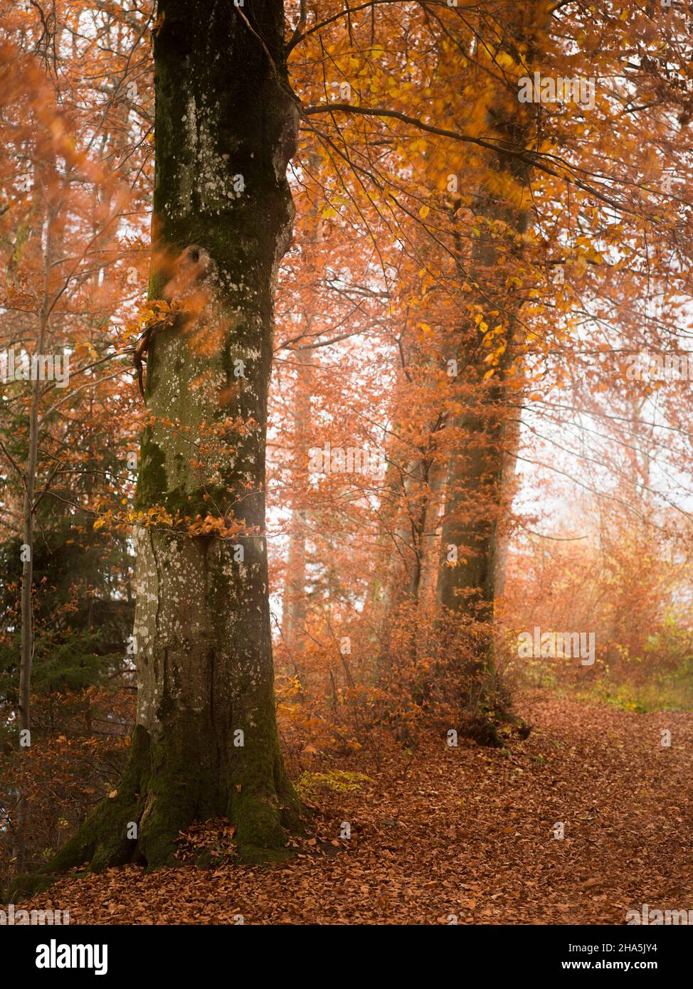 autumn forest,experimental long exposure Stock Photo - Alamy