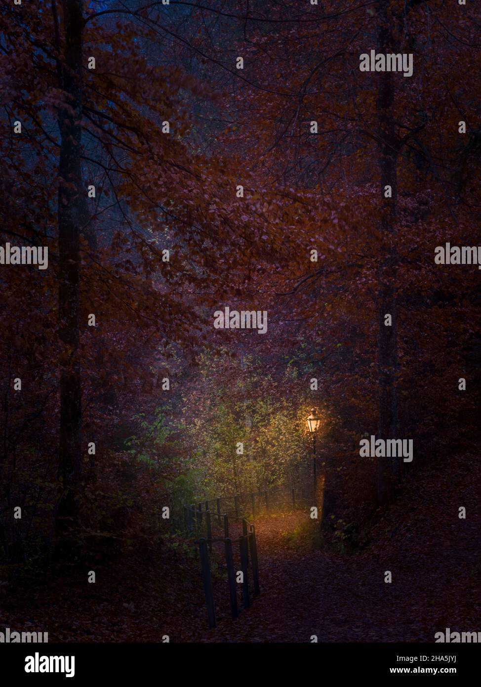 Experimental forest hi-res stock photography and images - Alamy