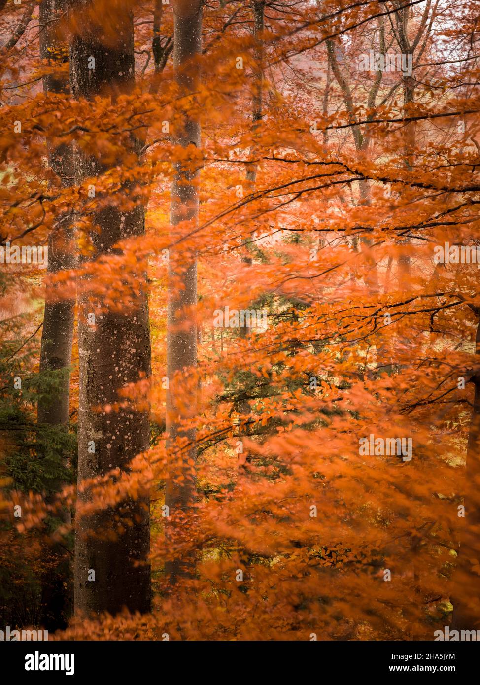 autumn forest,experimental long exposure Stock Photo - Alamy