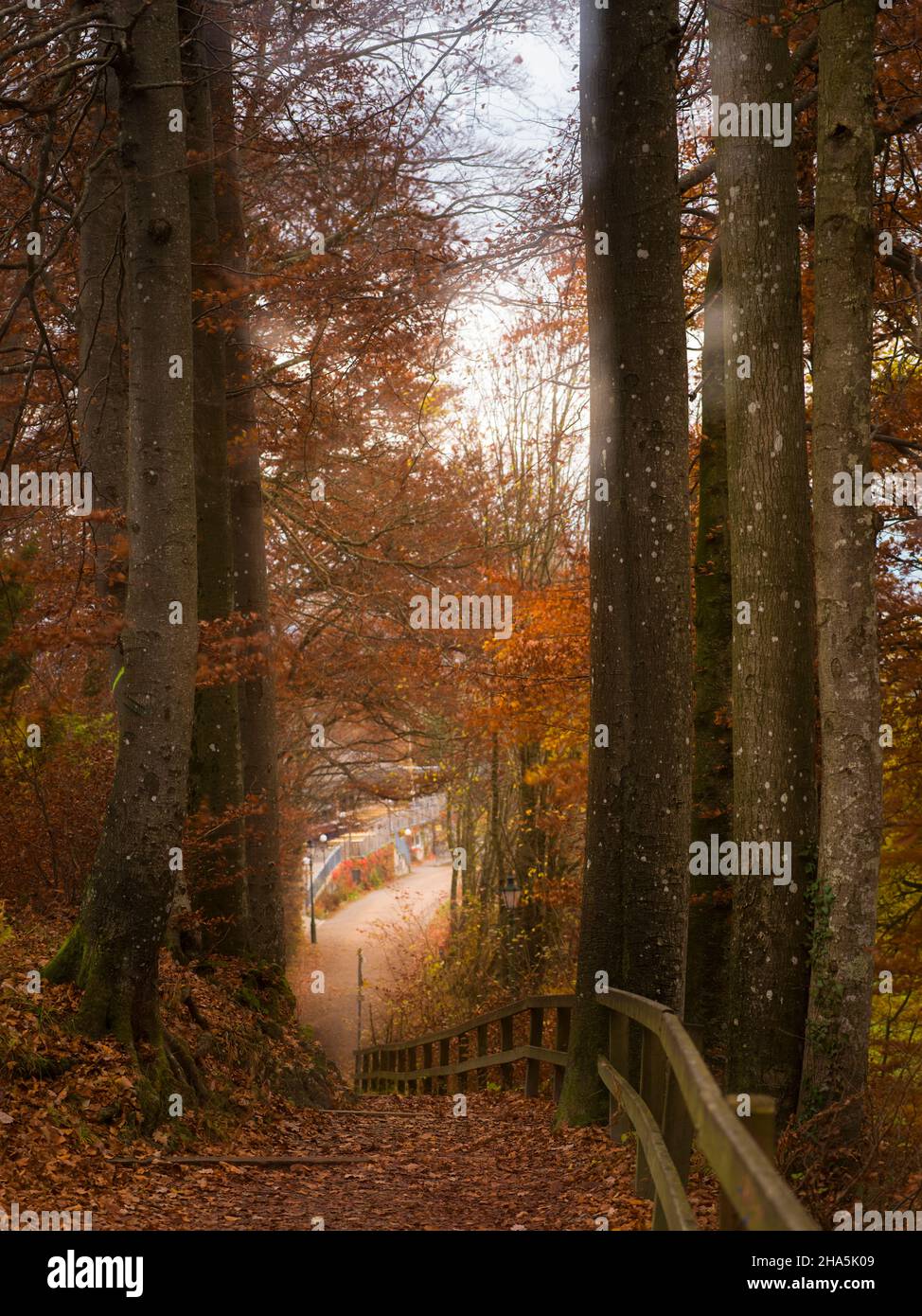 autumn forest,experimental long exposure Stock Photo - Alamy